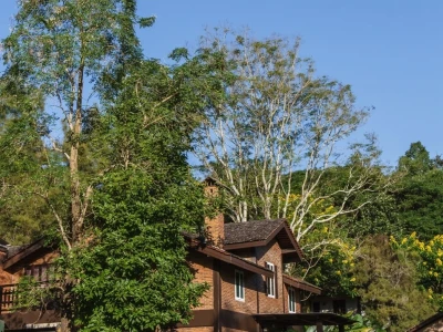 Tanam Pohon hingga Menjulur ke Rumah Tetangga, Ini Tuntunan Islam